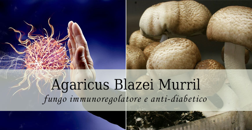 Agaricus Blazei Murril: immunoregolatore ed anti-diabetico - Erbe di Mauro