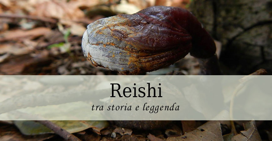 Reishi tra storia e leggenda - Erbe di Mauro