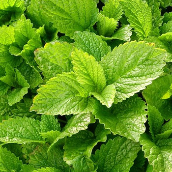 Melissa (Melissa officinalis)