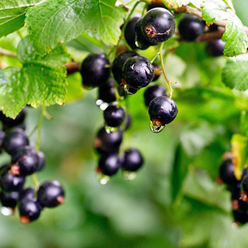 Ribes nero (Ribes nigrum L.)